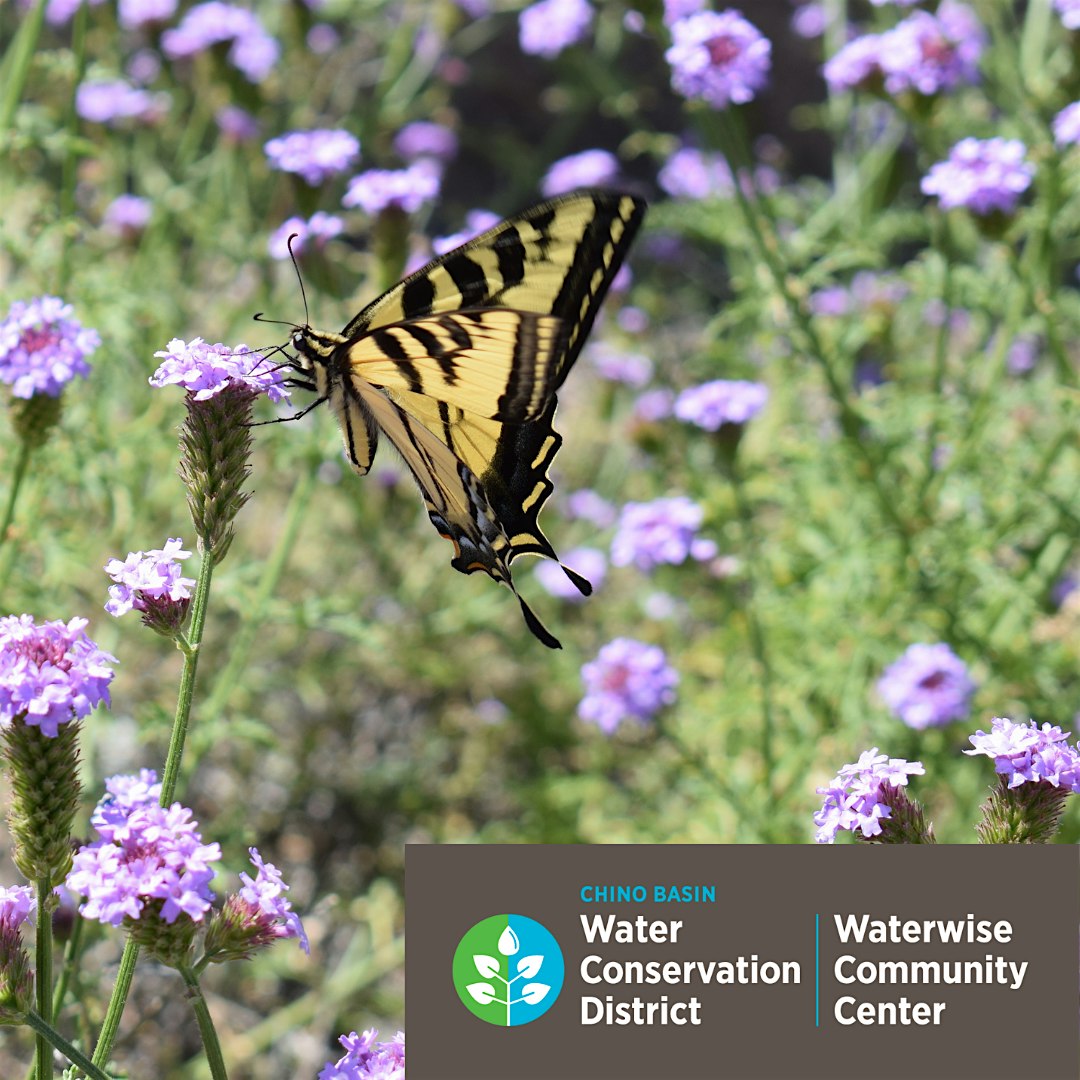 Grow Your Own Waterwise, Pollinator-Supporting Plants | Chino Basin Water Conservation District